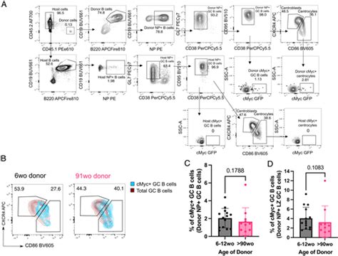 B Cells From Aged Mice Do Not Have Intrinsic Defects In Affinity