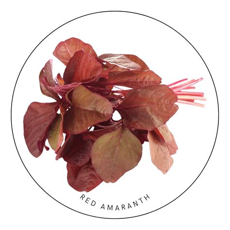 Red Amaranth Seeds Edible Gardens