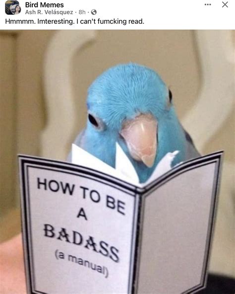 「Parrots」おしゃれまとめの人気アイデア｜Pinterest｜Susan S【2024】 | 可愛すぎる動物, 動物 癒し, 動物