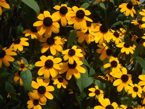 ルドベキアタカオが満開 花や風景の写真便り