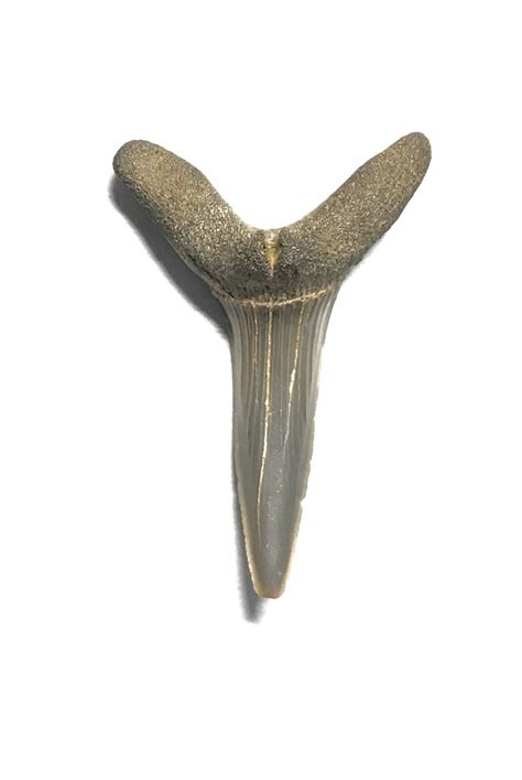 Scapanorhynchus Texanus Members Gallery The Fossil Forum