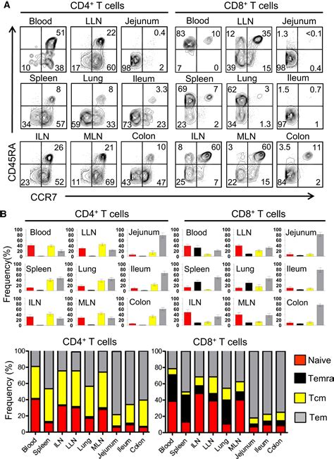 Distribution And Compartmentalization Of Human Circulating And Tissue Resident Memory T Cell