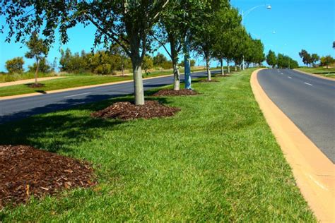 Mulch Volcanoes The Silent Tree Killer Lawn Management Company