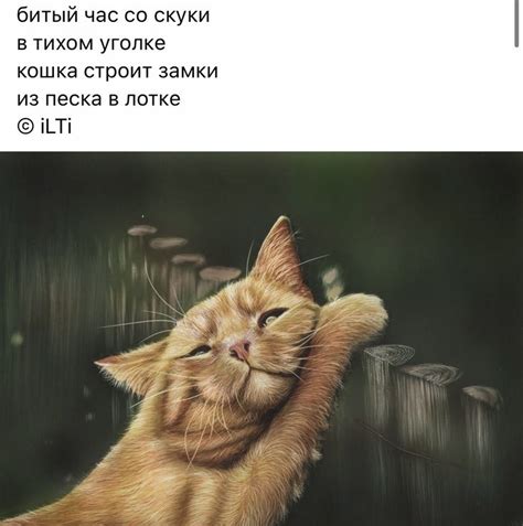 Пин от пользователя Эван Лазар🍃 на доске юмор Милые котики Кошки Животные