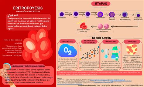 Infografia Sobre La Eritropoyesis Warning Tt Undefined Function 32