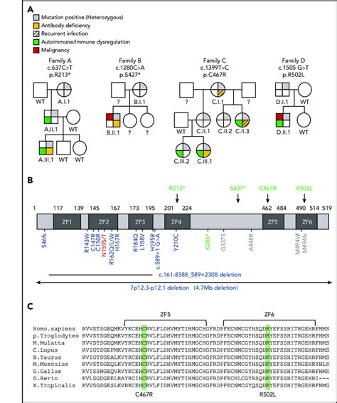 Genetics And Pedigrees Of Families With Ikzf1 Mutations A Download Scientific Diagram