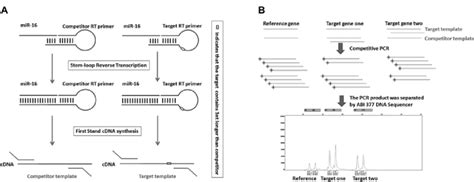 A Generation Of Mir 16 5p Competitor Cdna And Its Target Mir 16 5p