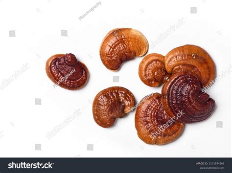 Mushroom Extract Over Royalty Free Licensable Stock Photos Shutterstock