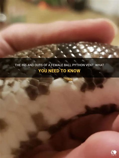 The Ins And Outs Of A Female Ball Python Vent What You Need To Know