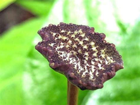 臺北典藏植物園玻璃屋 綠建築裡的全球植物奇觀 新頭條 Thehubnews