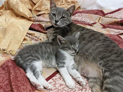 Mother And Son Scrolller