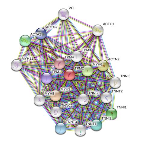 Tpm2tropomyosin 2 General Information Sino Biological