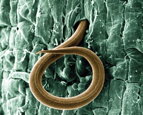 New Option For Controlling Root Knot Nematodes Spudman