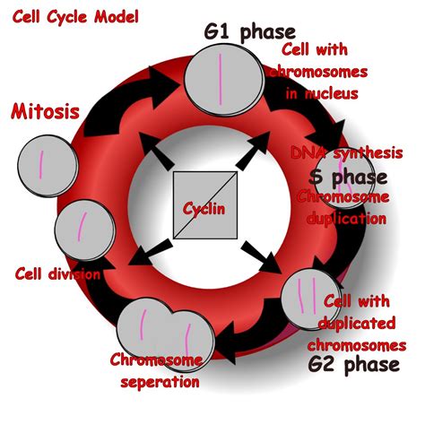 cell cycle model by permisane on deviantart
