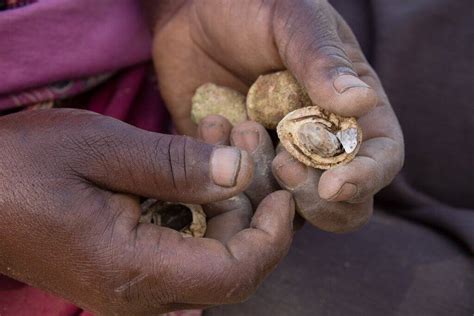 Research On The Mongongo Tree In Zambia Supports Local Household Income