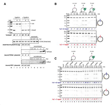the orientation of pcna loading determines strand specificity of mmr in