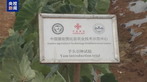 赞比亚专家：中非农业技术合作助力非洲提高粮食产能凤凰网资讯凤凰网