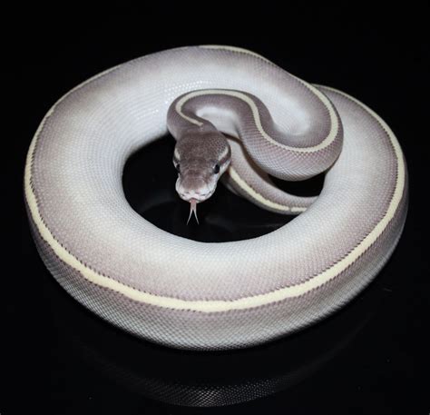 Stunning Purple Passion Ball Python