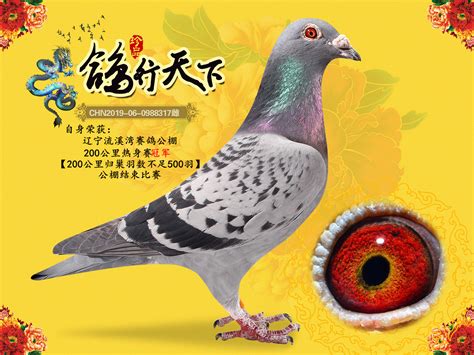 信鸽在线拍卖平台 中国信鸽信息网