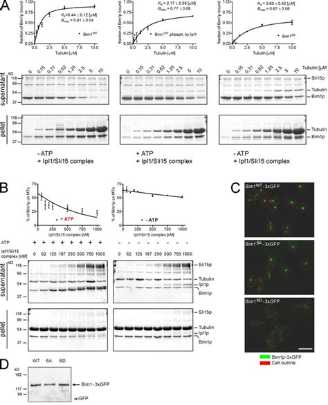 Regulation Of Bim1p Mt Binding By Multisite Linker Phosphorylation A