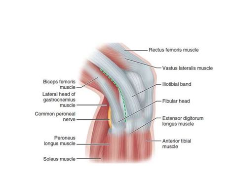 Posteromedial And Posterolateral Approach To Knee Pptx