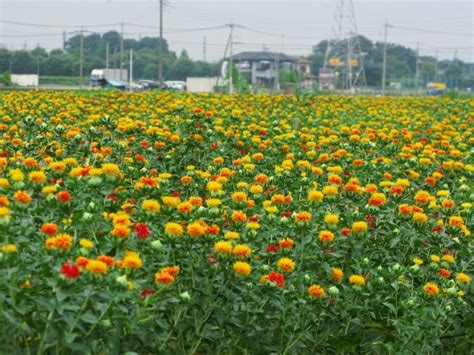 천연염색 홍화염색 네이버 블로그