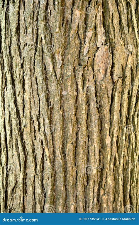 Bark Of Old Tree Catalpa Bignonioides Common Names Southern Catalpa