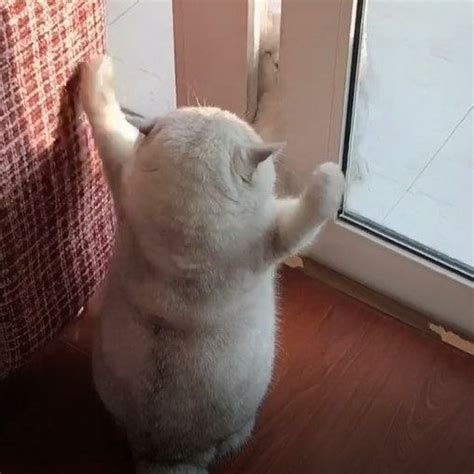 Create Meme Seals Cats Funny Cats Pictures Meme
