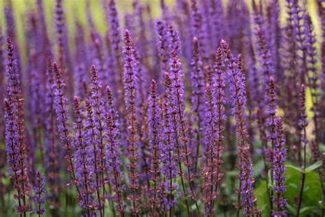 Шалфей дубравный Caradonna Salvia nemorosa Caradonna - купить сорт в ...