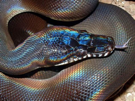 D Alberts Python