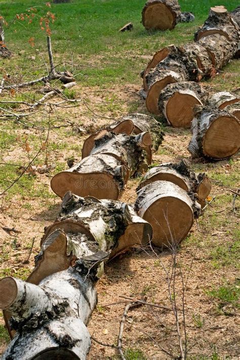 Tree Trunk Cuted In Parts Picture Image 7805016