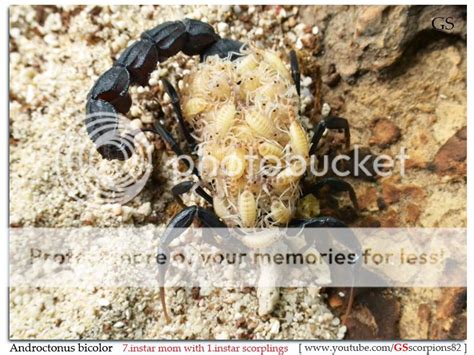Androctonus Bicolor Breeding Project Arachnoboards