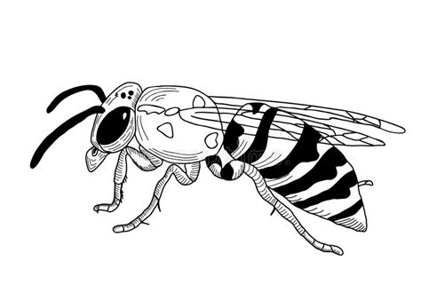 Wasp Outline Icon Hornet Symbol For Logo Stock Vector Illustration