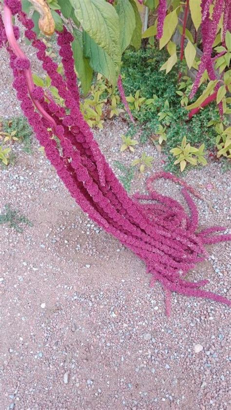 Amaranthus Caudatus L Purple Amaranth World Flora Pl Ntnet Identify