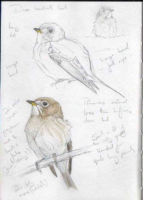 Best Tutorial Bird Drawing Instructions Images On Pinterest Bird Drawings Drawing Birds