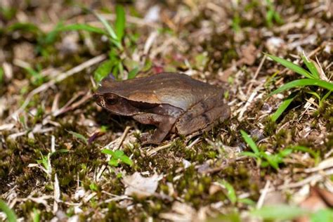 130 Leaf Litter Toad Foto Foto Stok Potret And Gambar Bebas Royalti