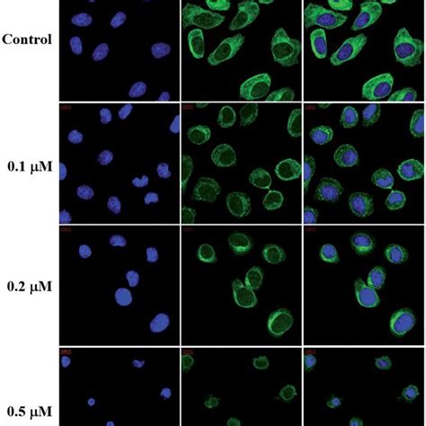 Annexin V Fitcpropidium Iodide Pi Dual Staining Assay Smmc 7721