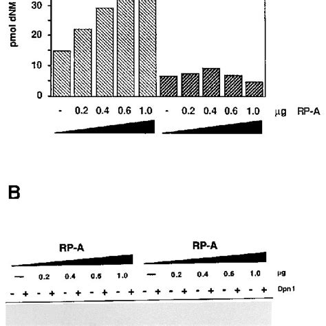 stimulation of sv40 dna replication in vitro by rp a mouse s100 download scientific diagram