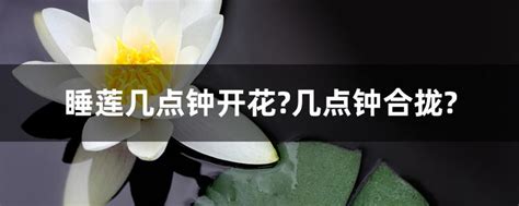 睡莲几点钟开花 几点钟合拢 花百科