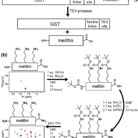 Schematic Representation Of A Recombinant Expression Of Melittin COOH