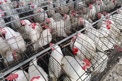 Why Antibiotic Drugs Are Used For Chickens In The Farm