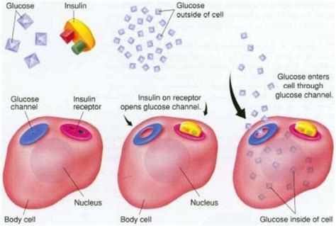 Diabetes Overview Abda