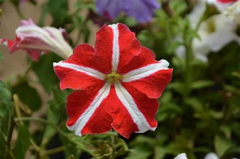 Himalayan Botanical Garden Nainital All You Need To Know Before You Go With Photos