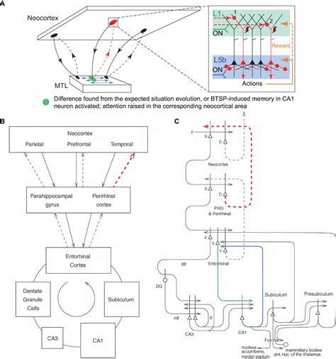 Frontiers An Operating Principle Of The Cerebral Cortex And A