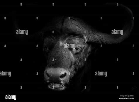 A Grayscale Portrait Of An African Buffalo Or Cape Buffalo Syncerus