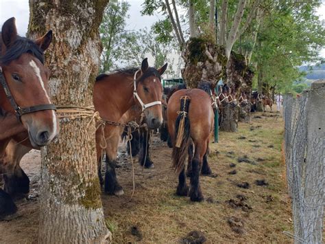 Concours De Chevaux Trait Auxois Vitteaux Vitteaux