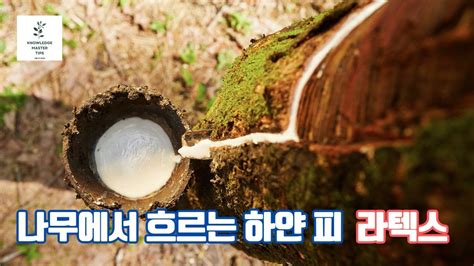 고무나무에서 나오는 하얀 진액 라텍스 채취 과 Youtube