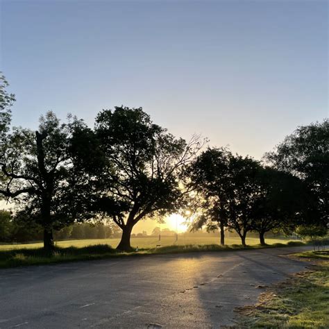 Tree Preservation Orders Reading Ascot Bracknell Maidenhead Wokingham Windsor