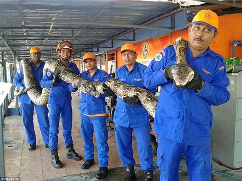 Huge Python Caught In Malaysia Daily Mail Online