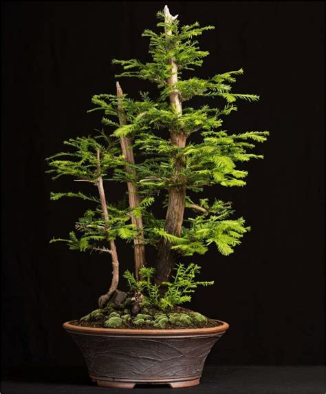 75 Best Images About Bald Cypress Bonsai On Pinterest Trees Bonsai